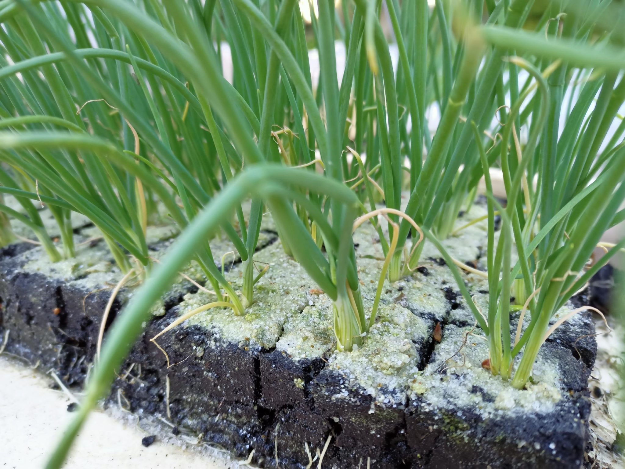 Plants d’oignon jaune | La ferme de Keruzerh